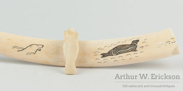 Walrus Tusk Cribbage Board